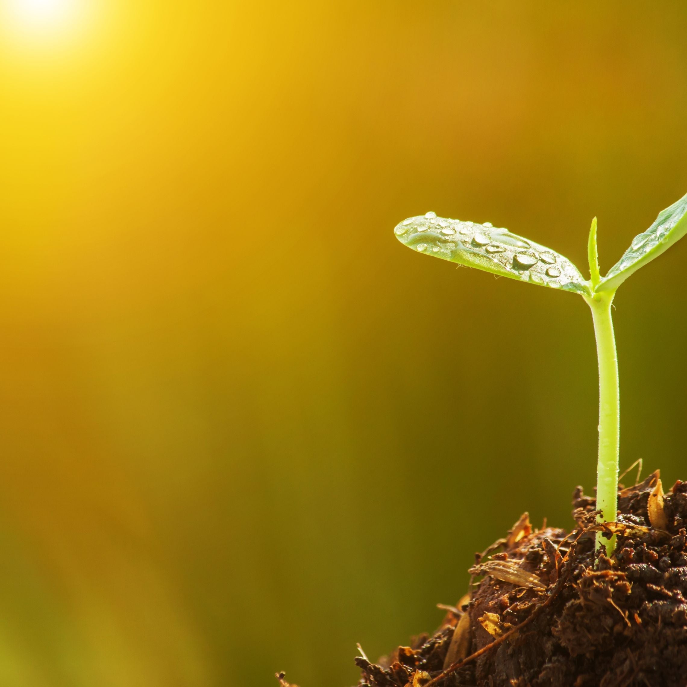 organic-seeds-and-nursery-4151851.jpg?v=1758882647
