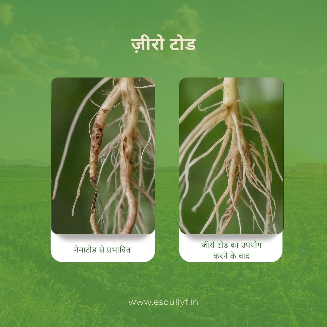 Zero Tode – SOUL SOCIETY FOR ORGANIC FARMING